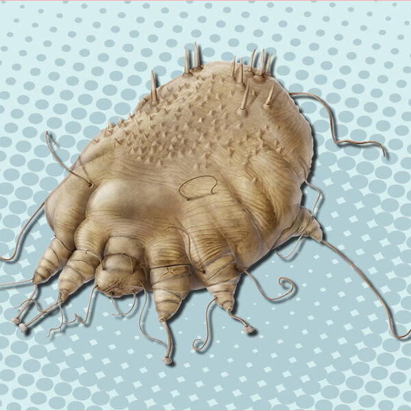 Quiz: Hva kan du om skabb?